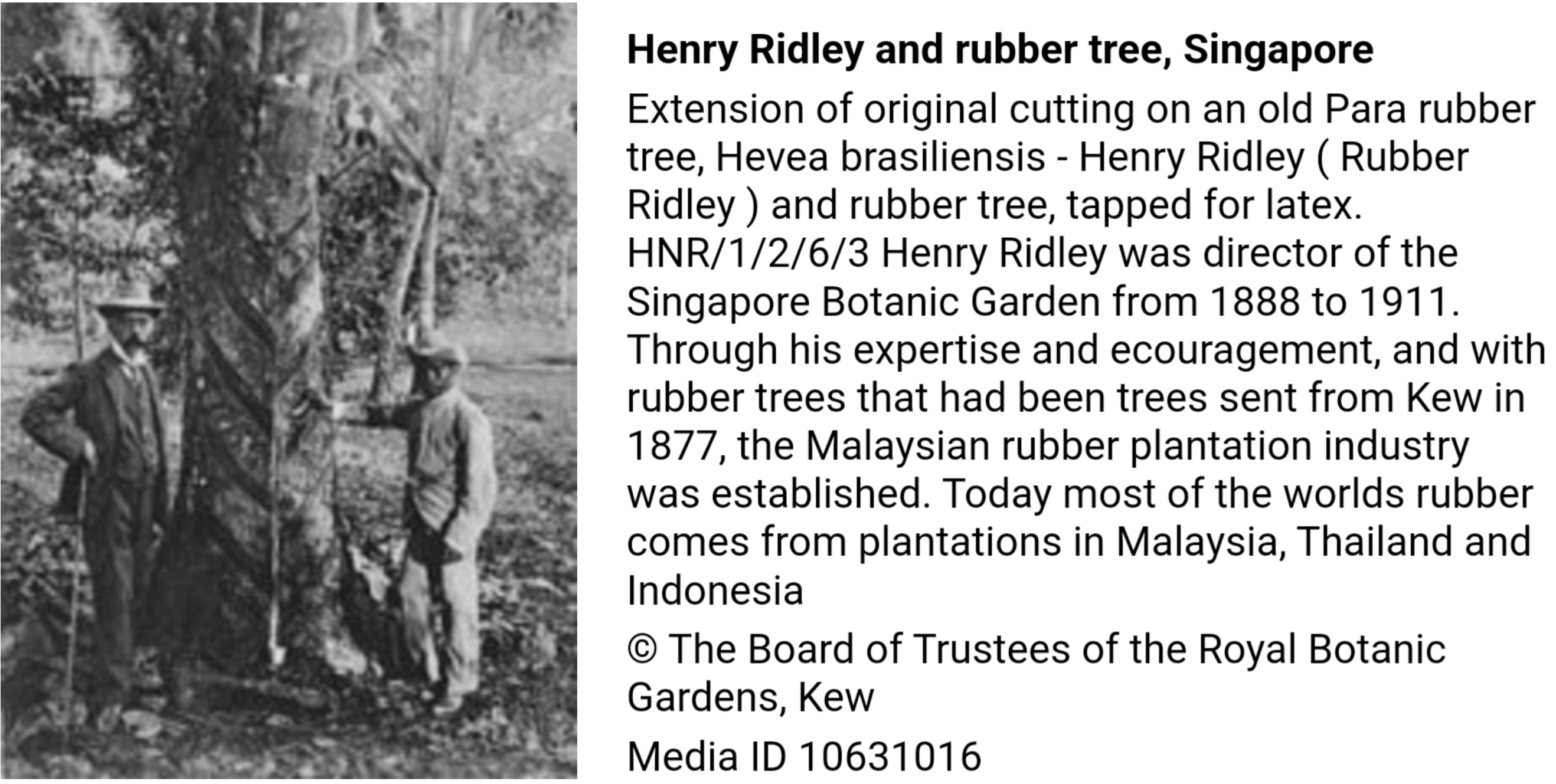 A Guide to the Royal Botanical Gardens at Kew – Love Bella Vida